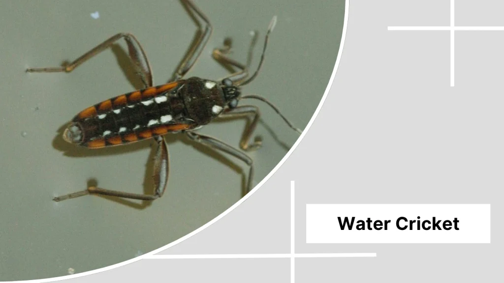 25 Common Types of Water Bugs: Identification With Pictures