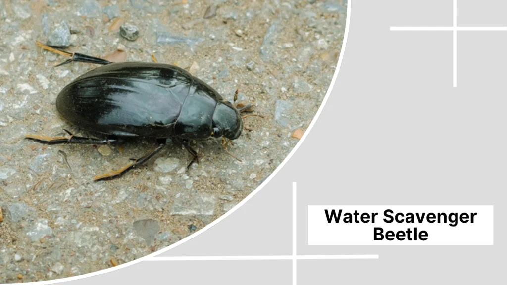 25 Common Types of Water Bugs: Identification With Pictures