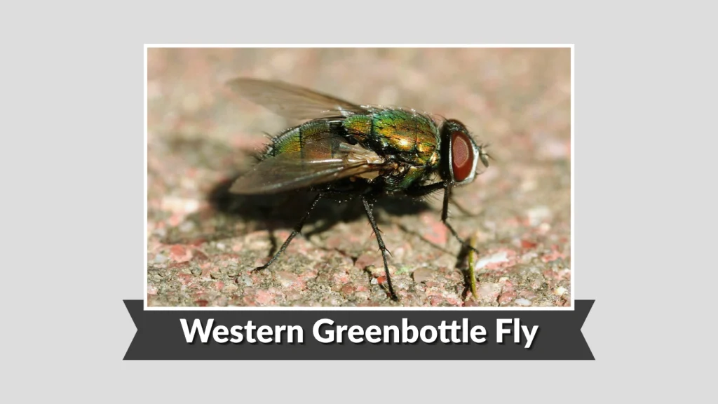 17 Types of Blow Flies: Identification with Pictures