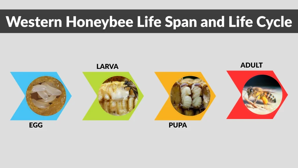 Western Honeybee: Facts, Size, Life Span, Diet, and Sting
