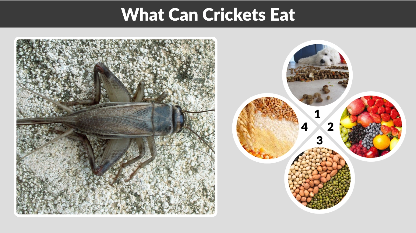 What Can Crickets Eat: 16 Things They Like to Eat