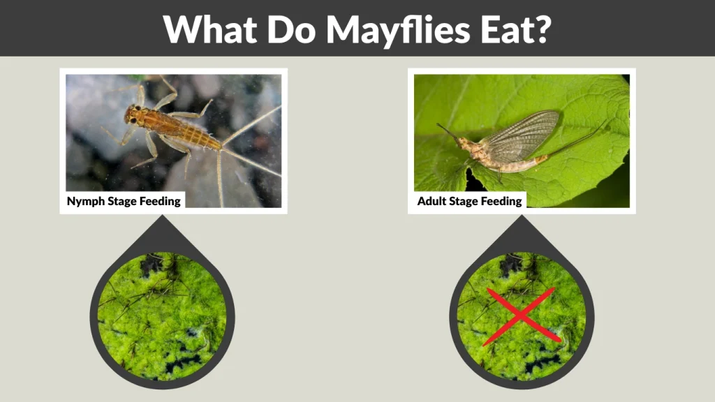 Do Mayflies Bite? Everything You Need to Know