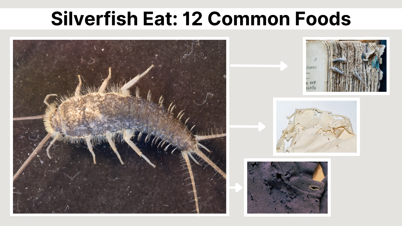 What Do Silverfish Eat: 12 Common Foods They Like & How to Find