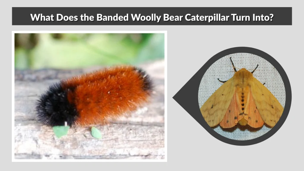 Banded Woolly Bear Caterpillar: Identification, Life Cycle