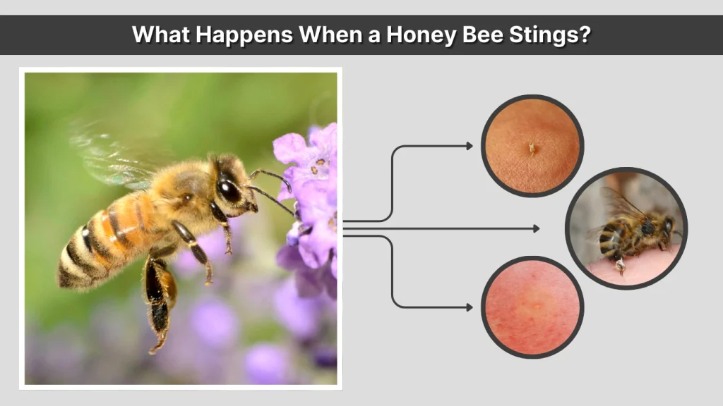 Do Honey Bees Sting? Facts, Reasons, and Safety Tips