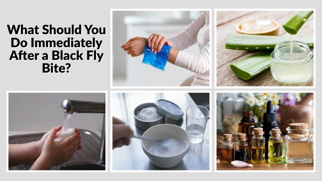 Biting Black Flies: What Should You Do Immediately?