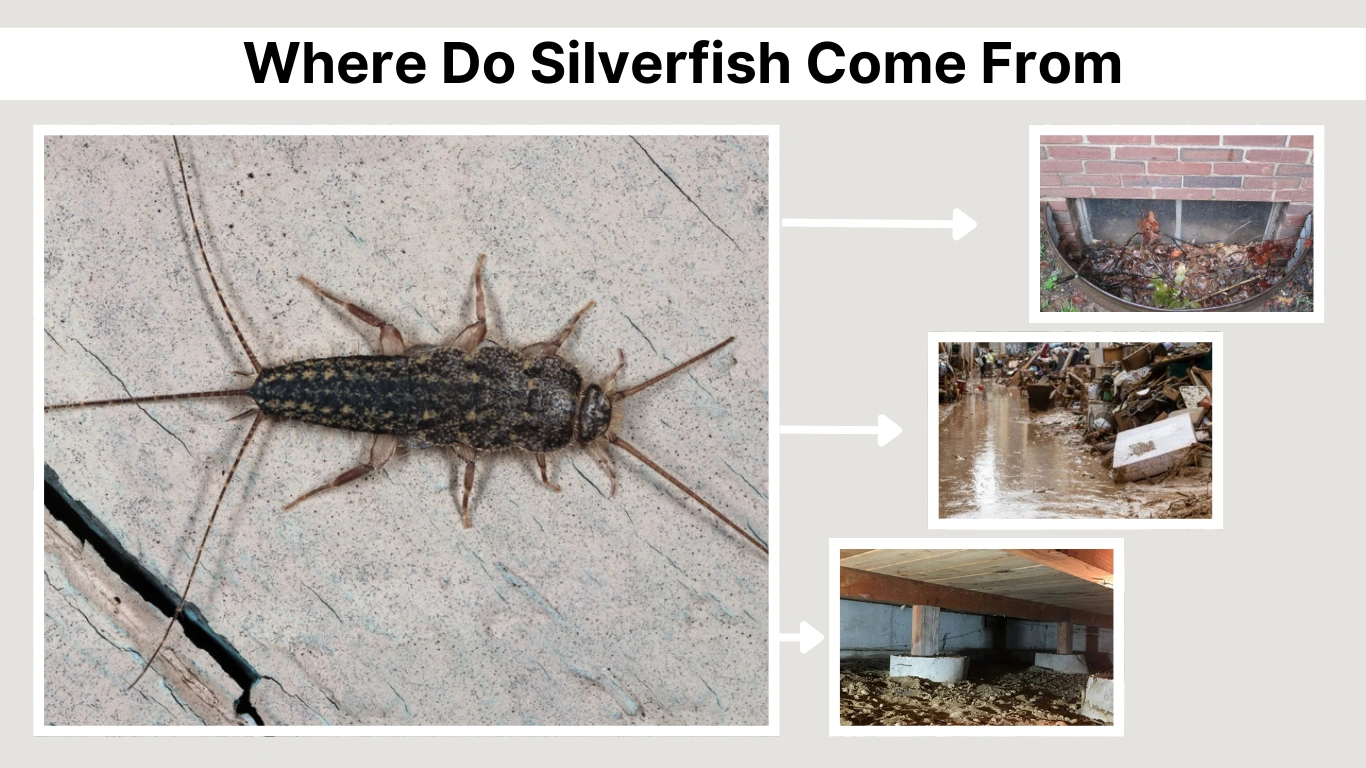 Where Do Silverfish Come From: Origins, Entry Points