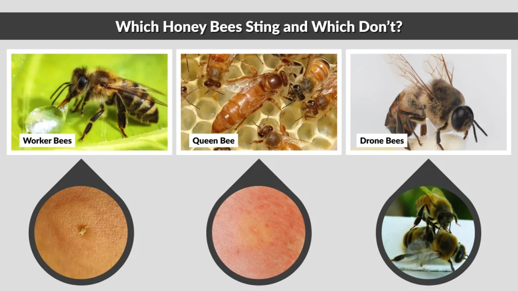Do Honey Bees Sting? Facts, Reasons, and Safety Tips