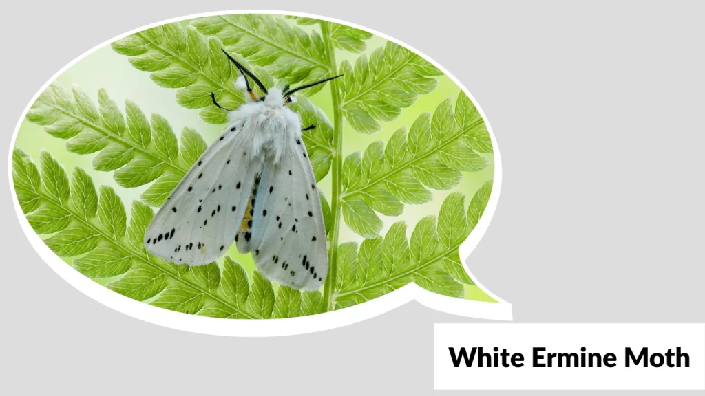 16 Types of Tiger Moths: Identification with Pictures