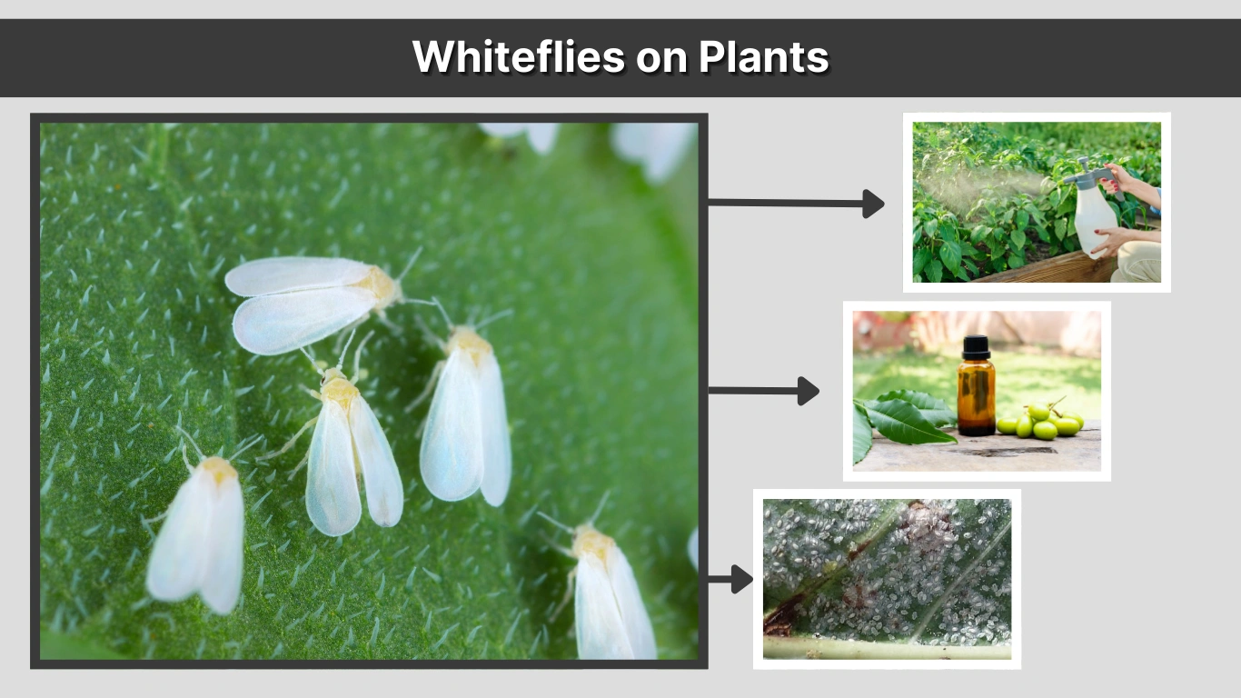 Whiteflies on Plants: 9 Proven Ways to Get Rid of Them Fast