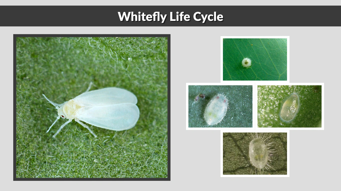 Whitefly Life Cycle: From Tiny Egg to Adult Stage