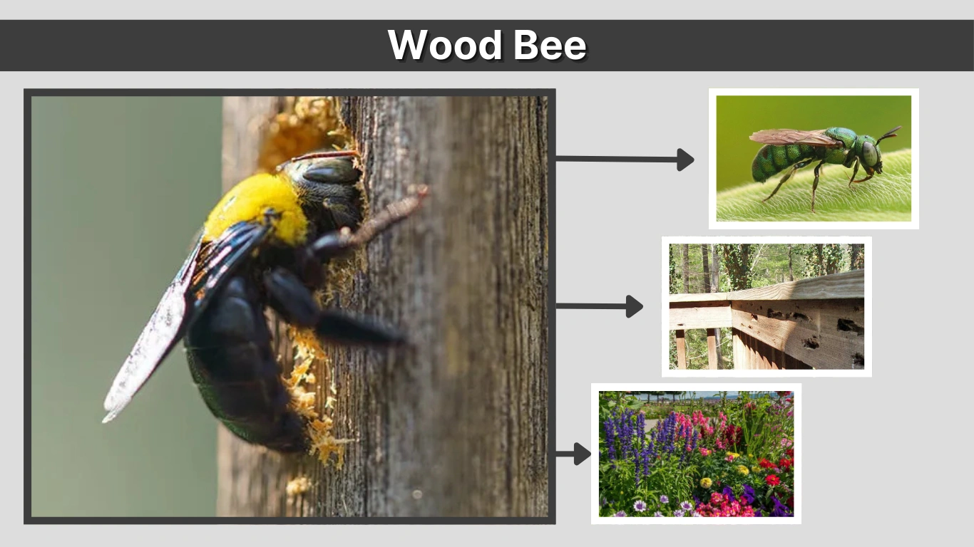 Wood Bee: Identification, Types, Behavior, and Complete Guide
