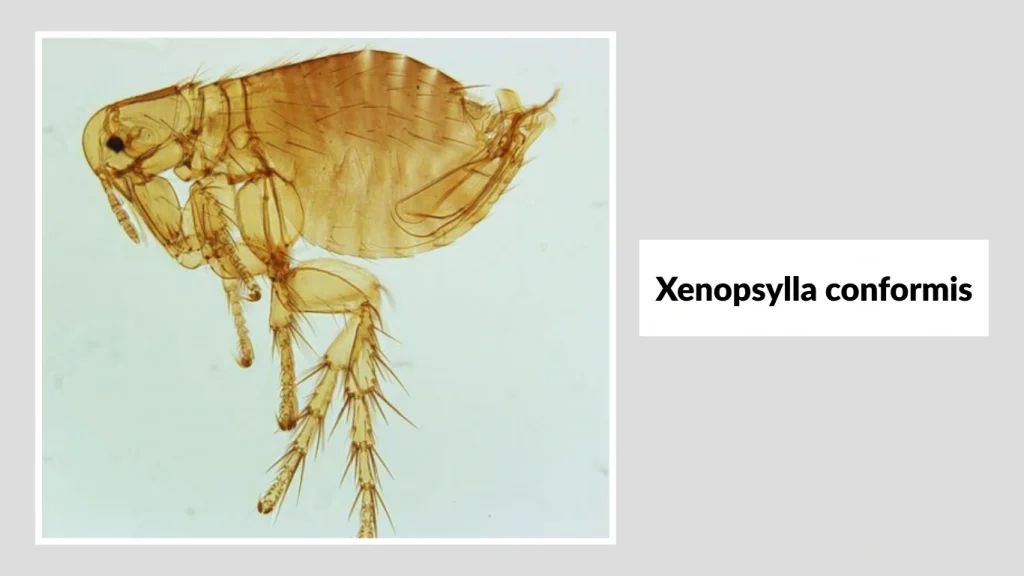 15 Types of Rat Fleas: Identification With Pictures