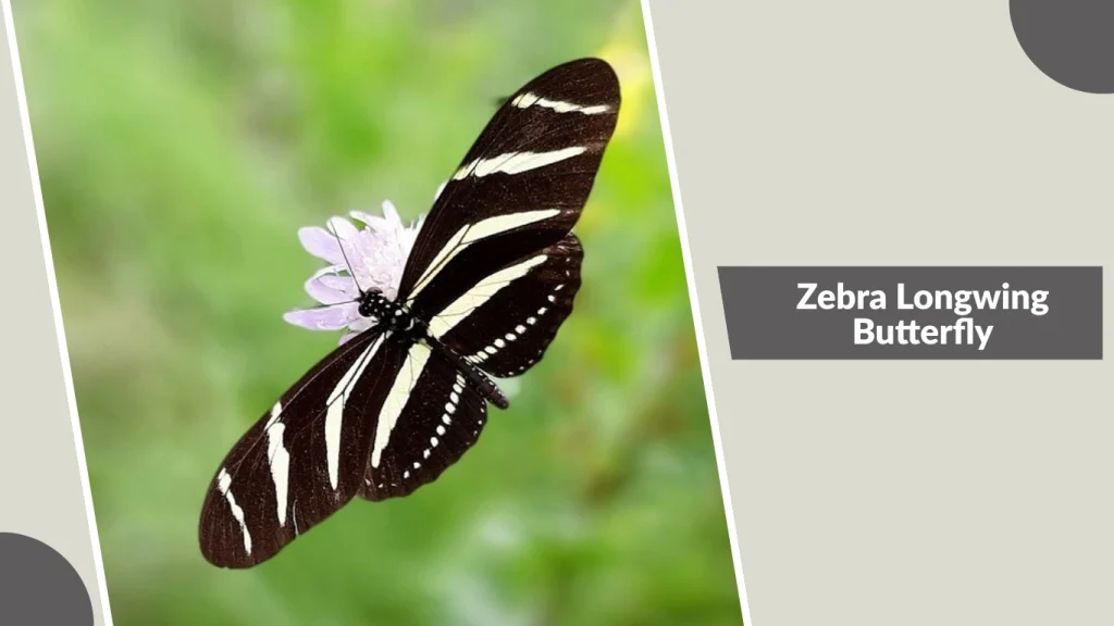 15 Types of Brush-footed Butterflies (Nymphalidae): Identification by ...