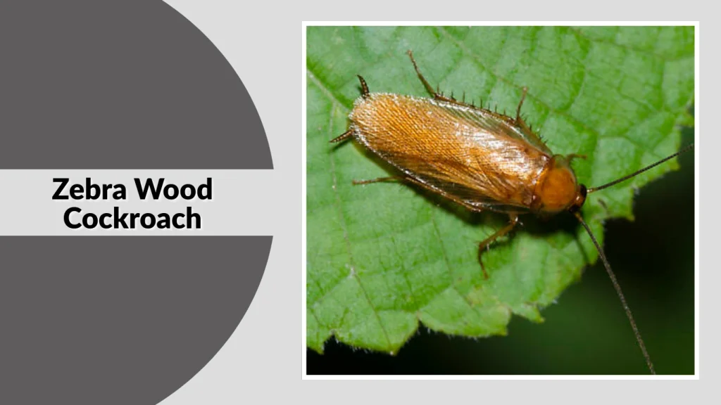 12 Types of Wood Cockroach: Identification With Pictures