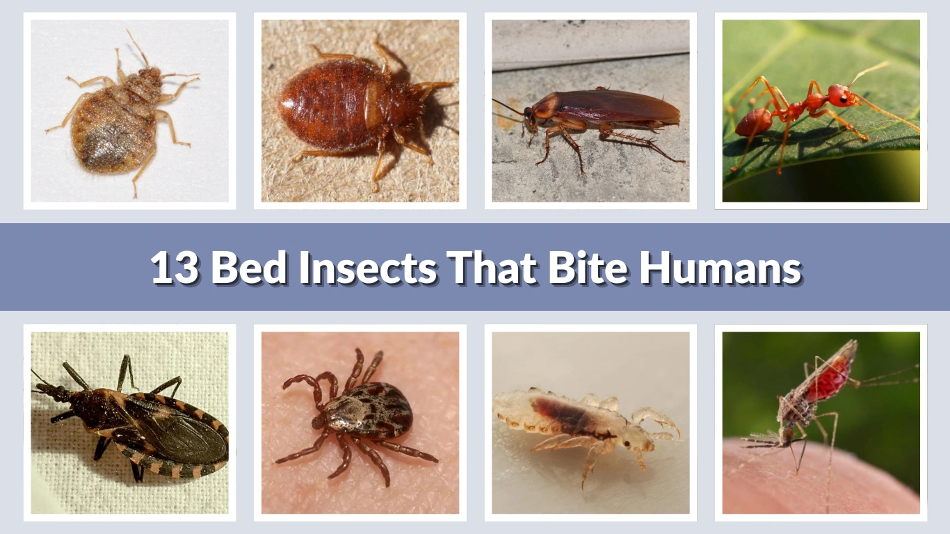 13 Bed Insects That Bite Humans: Identification and Bite Risks