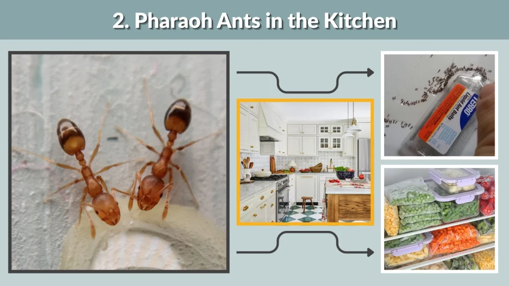 7 Types of Tiny Ants in the Kitchen: How to Get Rid of Them