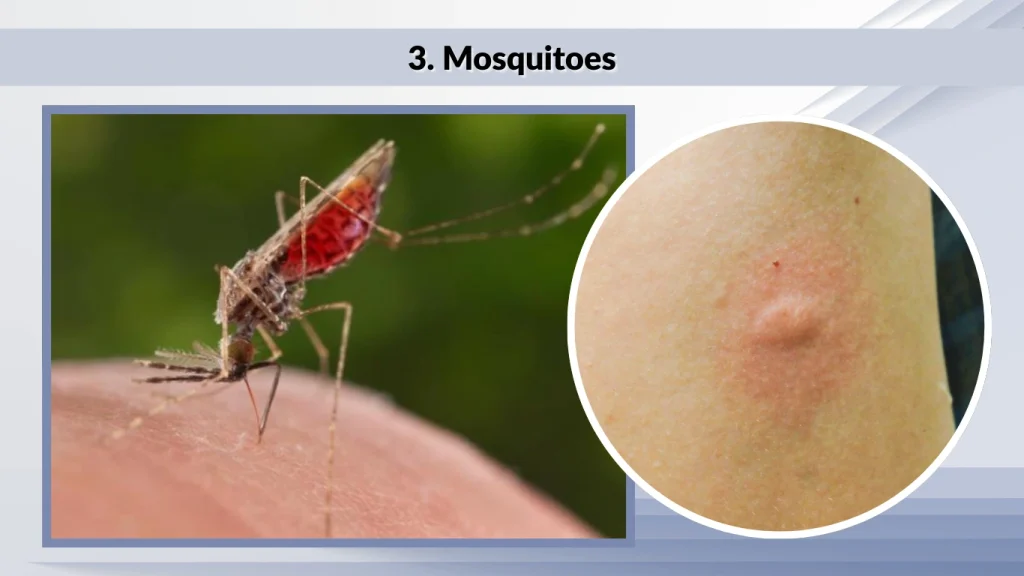 13 Bed Insects That Bite Humans: Identification and Bite Risks