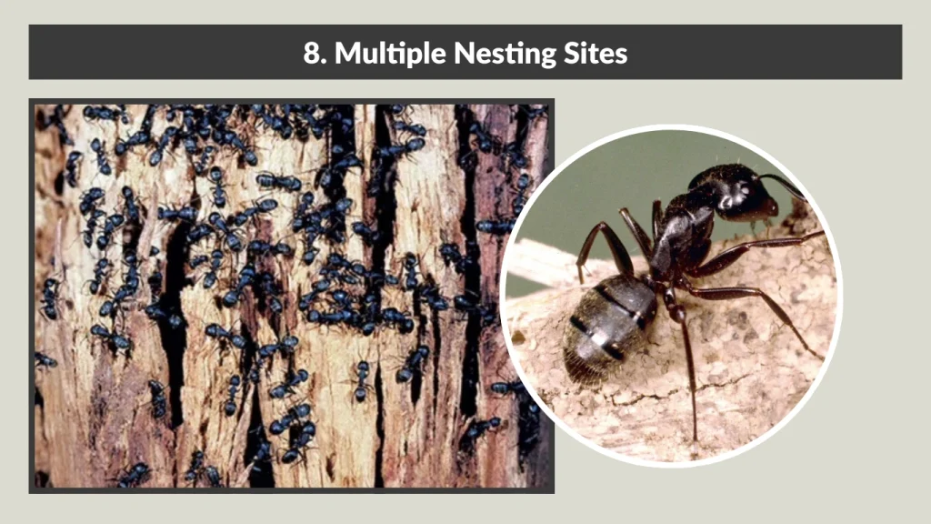 10 Common Signs of Carpenter Ant Damage: Identification With Picture