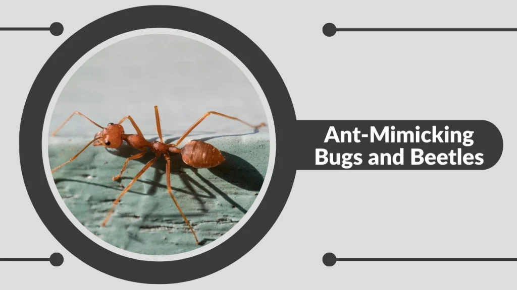 10 Types of Red and Black Ants: Species Identification