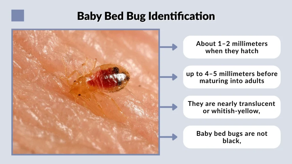 Baby Bed Bugs: Size, Color, and Bite Symptoms, Pictures & Tips