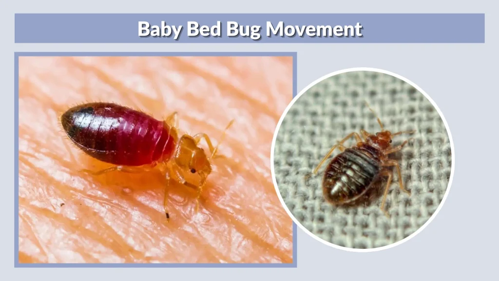 Baby Bed Bugs: Size, Color, and Bite Symptoms, Pictures & Tips