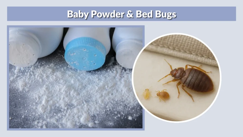 Baby Bed Bugs: Size, Color, and Bite Symptoms, Pictures & Tips