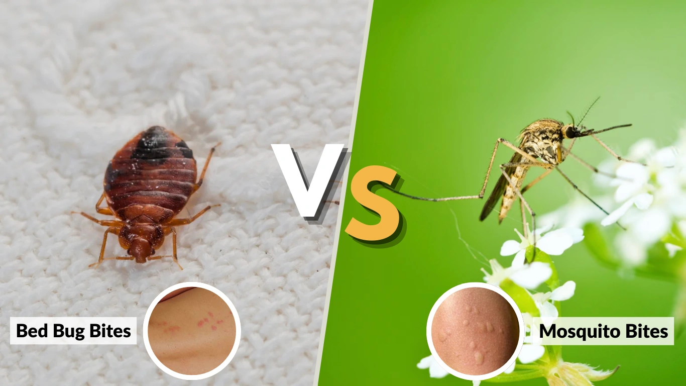 Bed Bug Bites vs Mosquito Bites: How to Tell the Difference