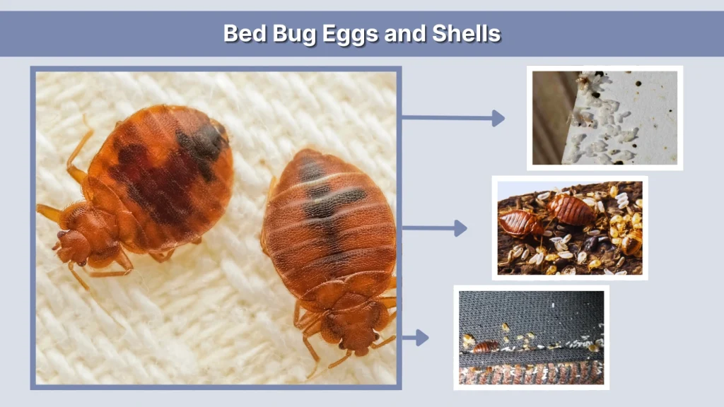 Bed Bugs on Mattress: Signs, Pictures, and Effective Solutions