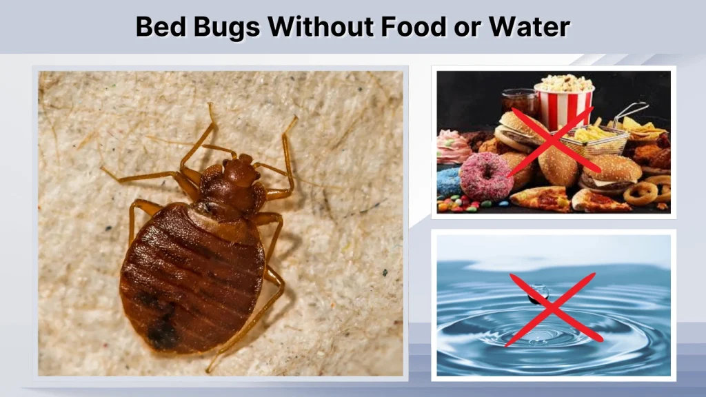 How Long Can a Bed Bug Live Without Food?