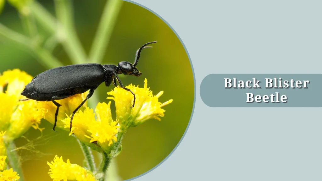 12 Large Black Flying Insects: Identification with Pictures