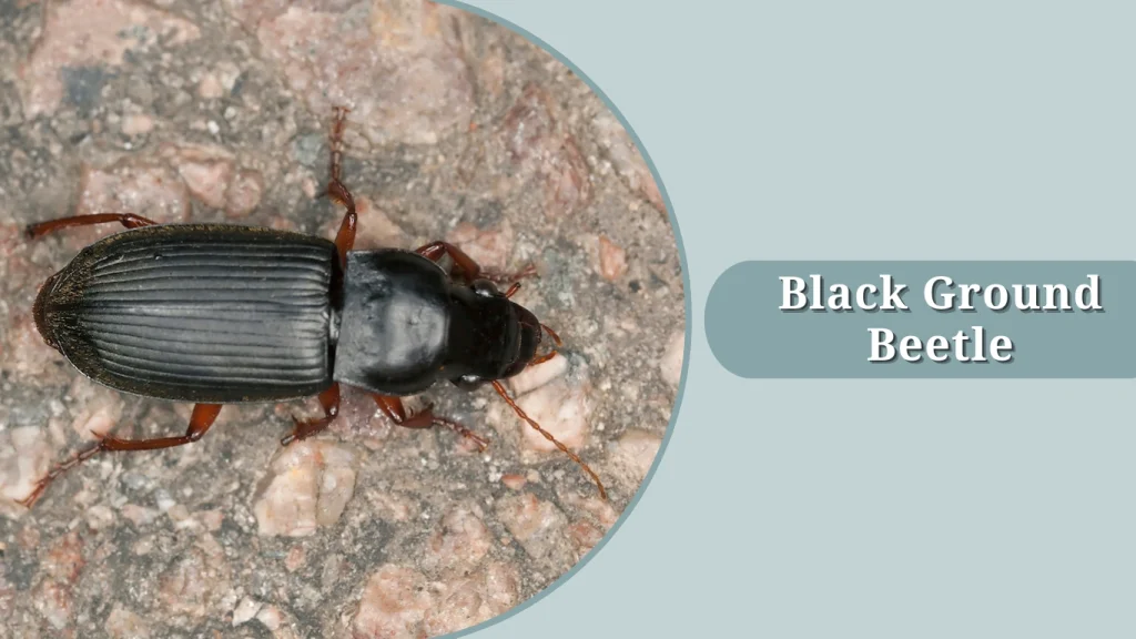 12 Large Black Flying Insects: Identification with Pictures
