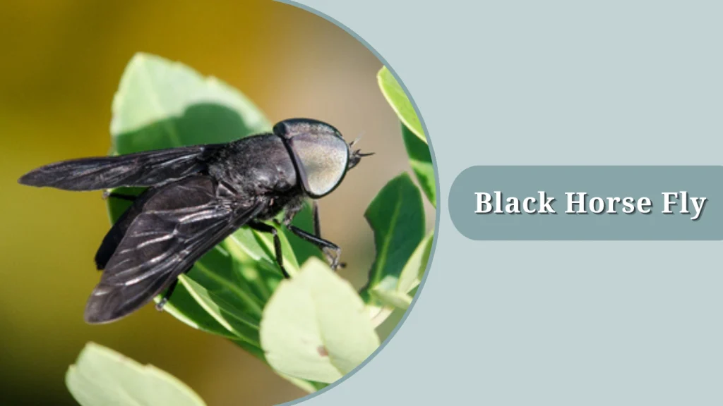 12 Large Black Flying Insects: Identification with Pictures