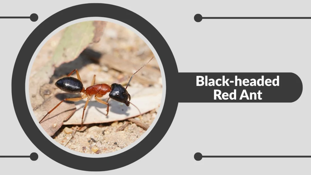 10 Types of Red and Black Ants: Species Identification