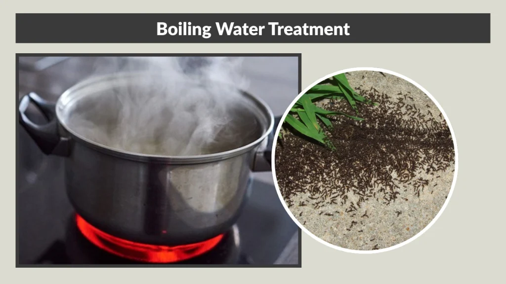 Home Remedies for Ant Beds: Natural Ways to Get Rid of Ants