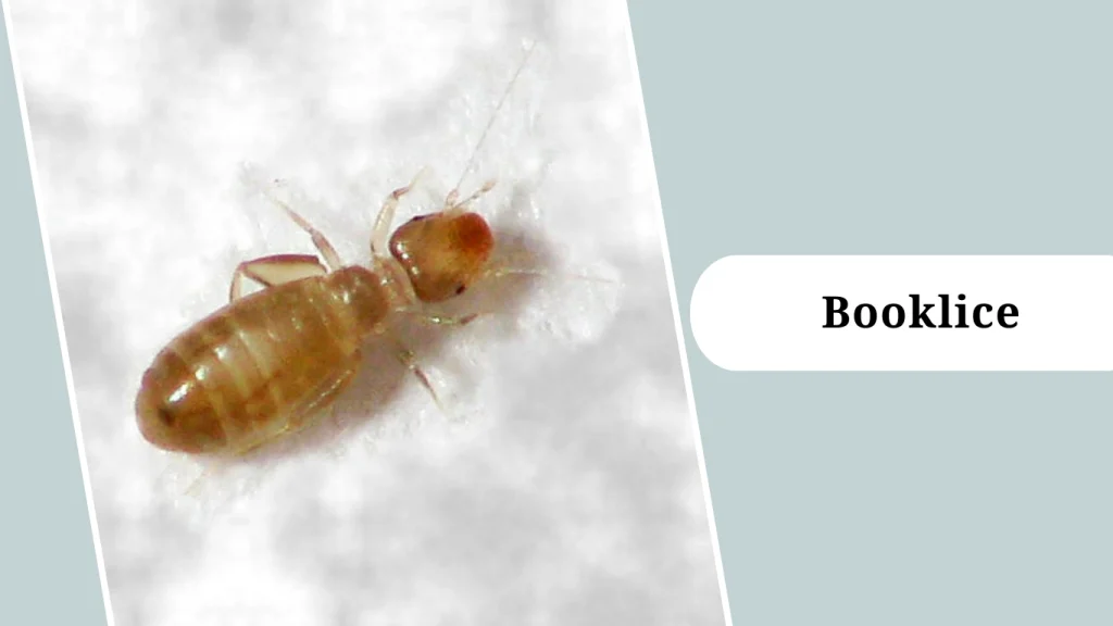 12 Small Black Insects in House: Identification and Control