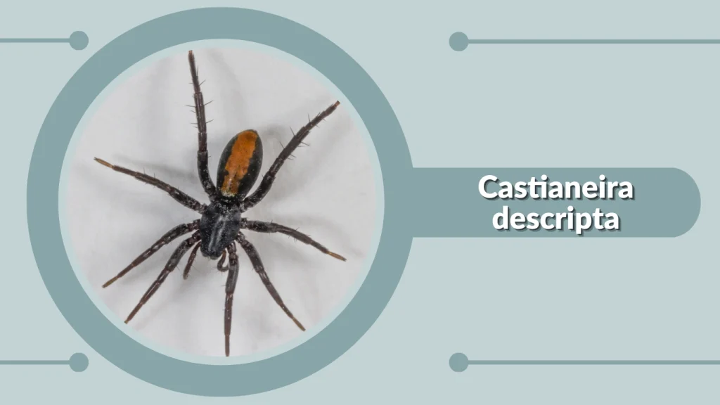 12 Spiders That Look Like Ants: Identification with Pictures