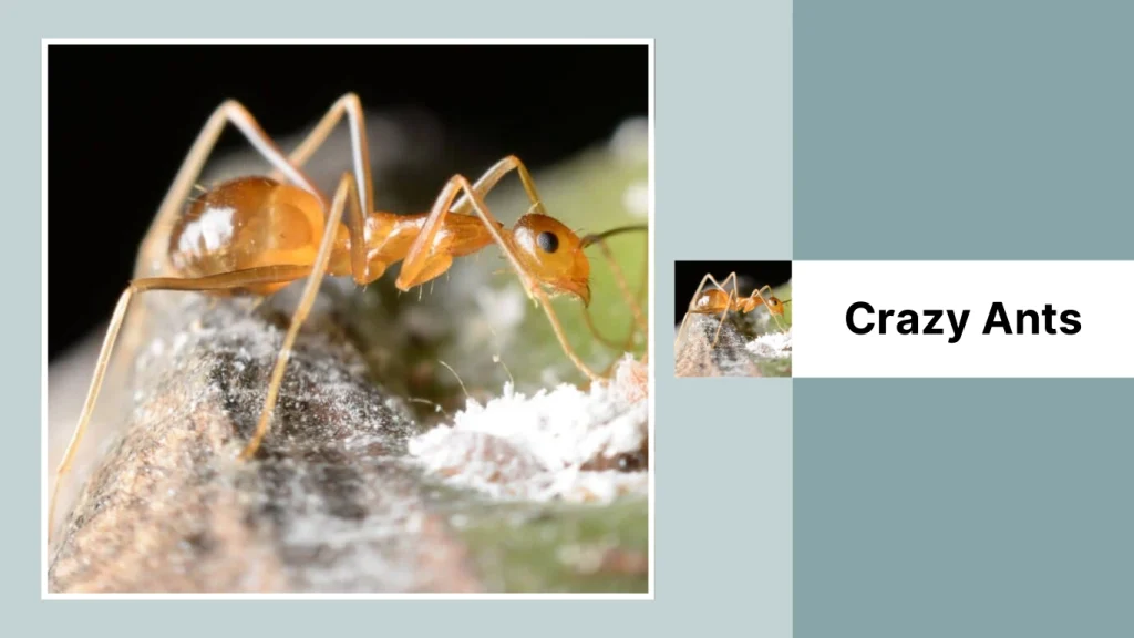 13 Common Types of Ants Found in Houses: How to Get Rid of Them