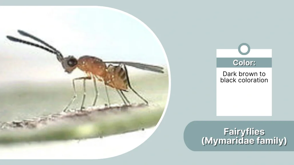 7 Bugs That Look Like Ants With Wings (ID & Pictures)