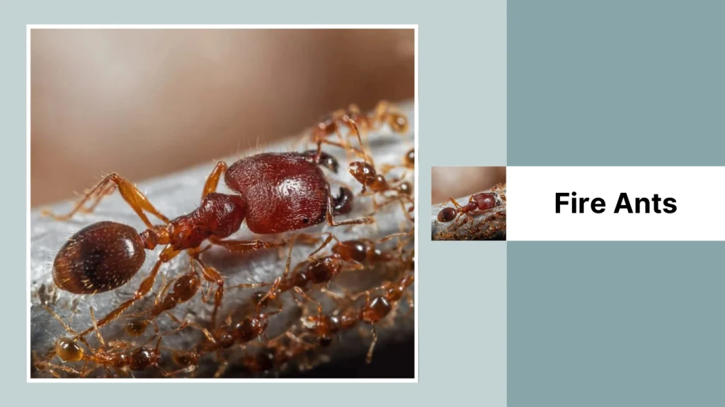 13 Common Types of Ants Found in Houses: How to Get Rid of Them