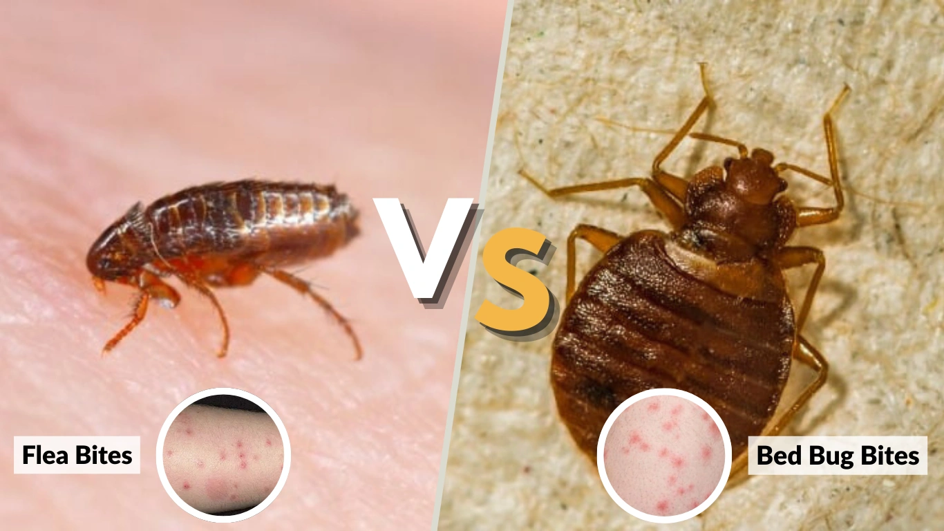 Flea Bites vs Bed Bug Bites: Key Differences & Identification