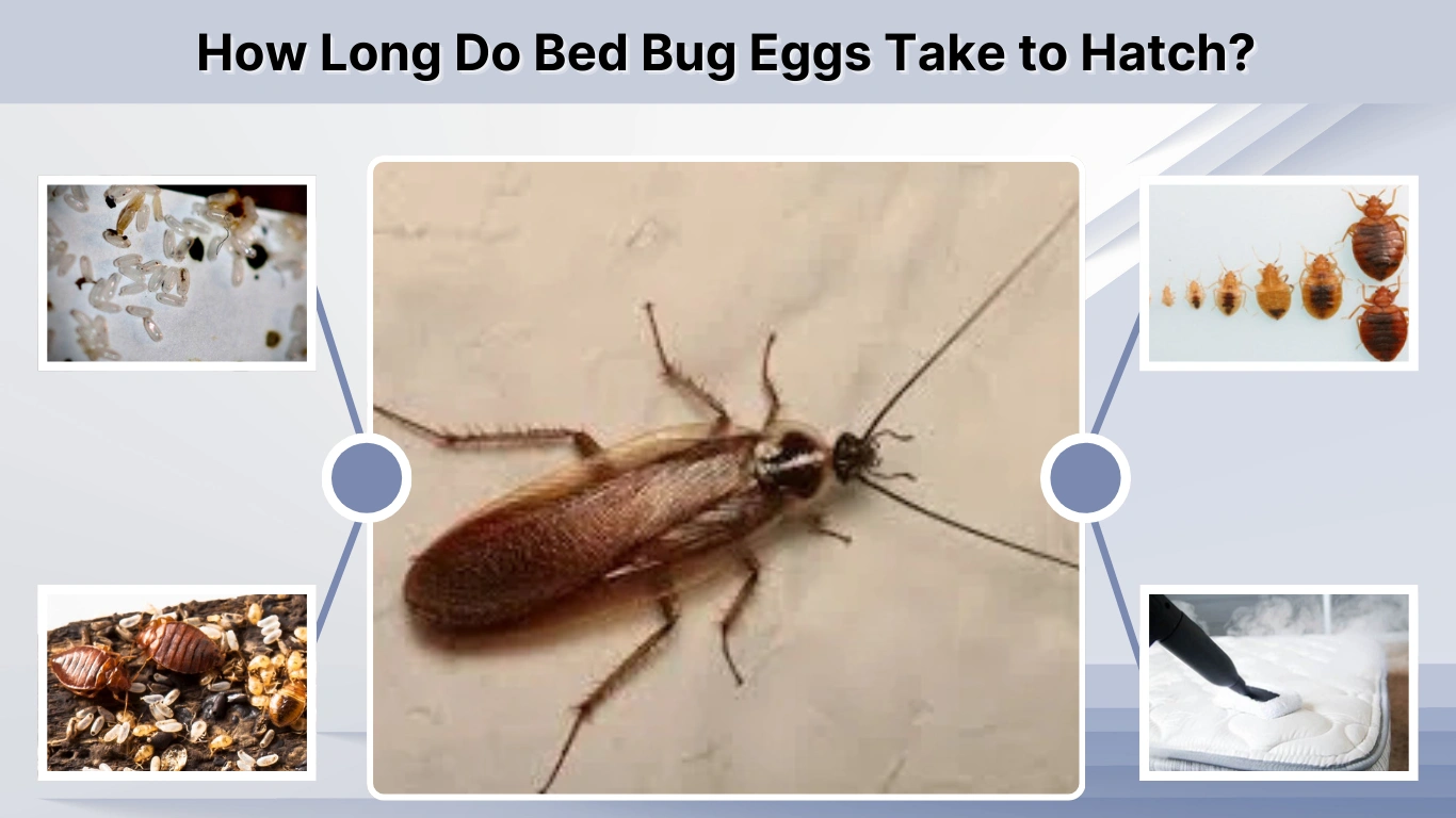 How Long Do Bed Bug Eggs Take to Hatch? Signs & Timeline