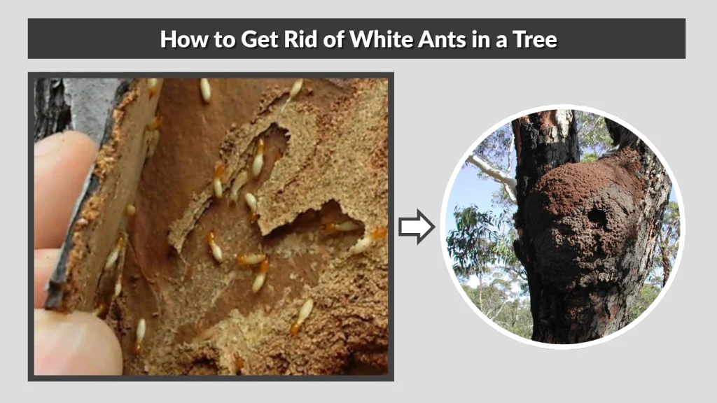 How To Get Rid Of White Ants
