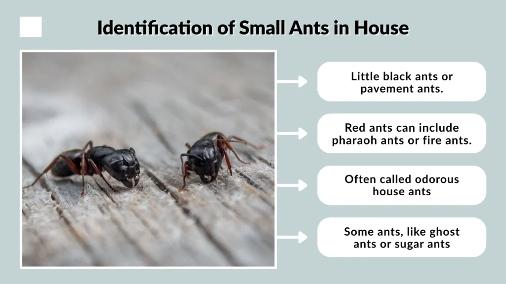 Small Ants in the House: Causes, Types, how to get rid