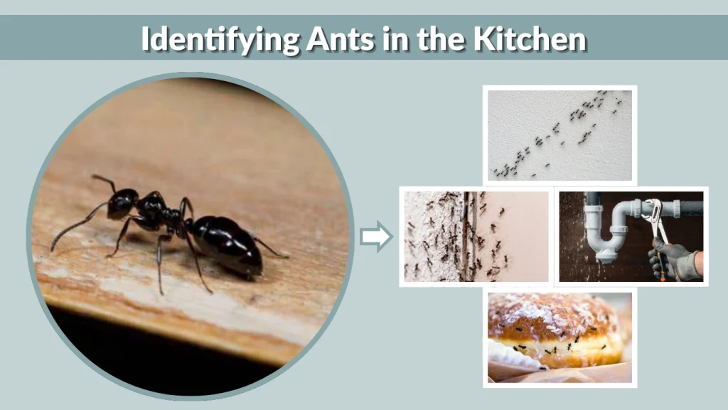 How to Get Rid of Ants in the Kitchen: An Effective Way