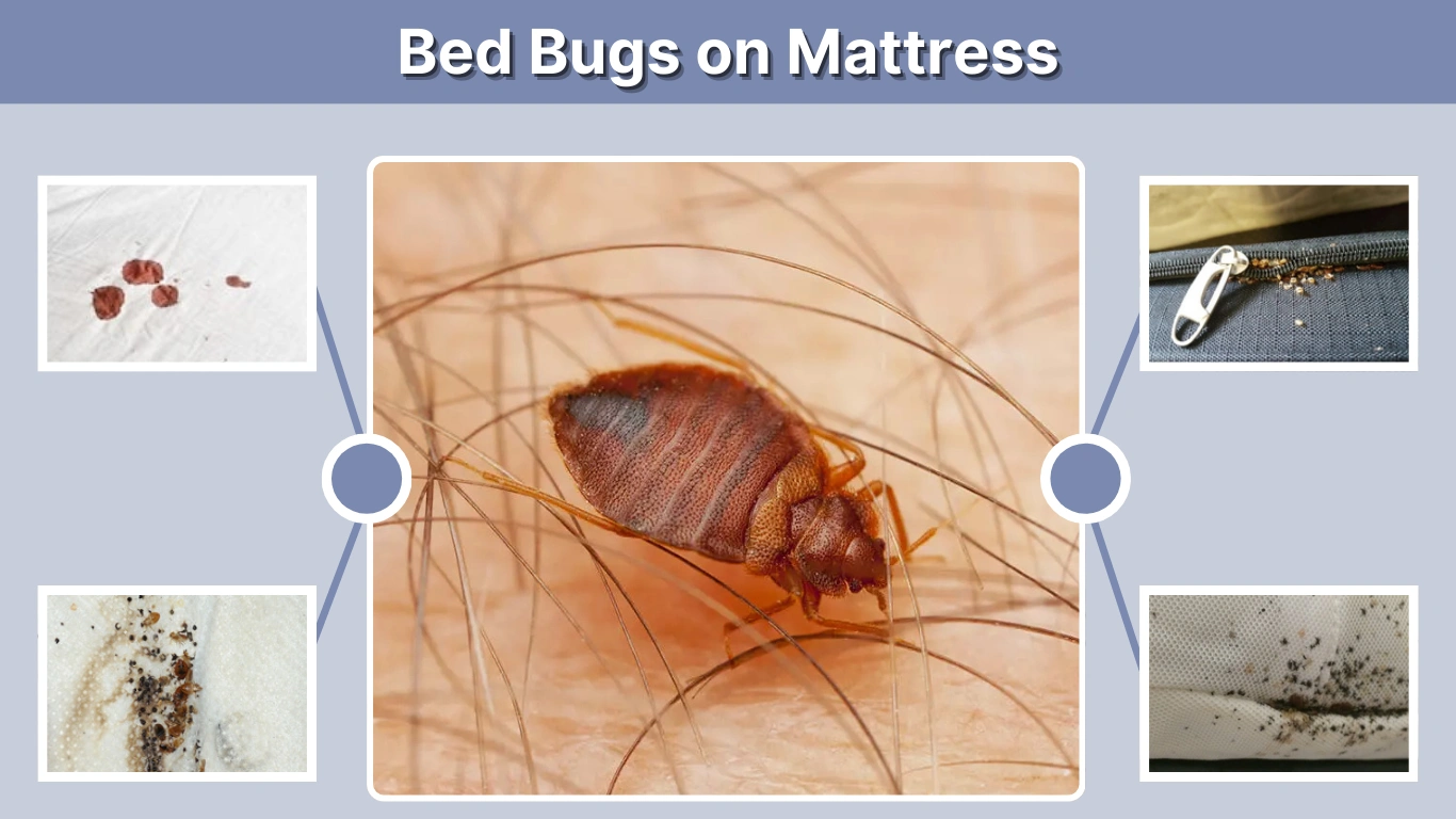 Bed Bugs on Mattress: Signs, Pictures, and Effective Solutions