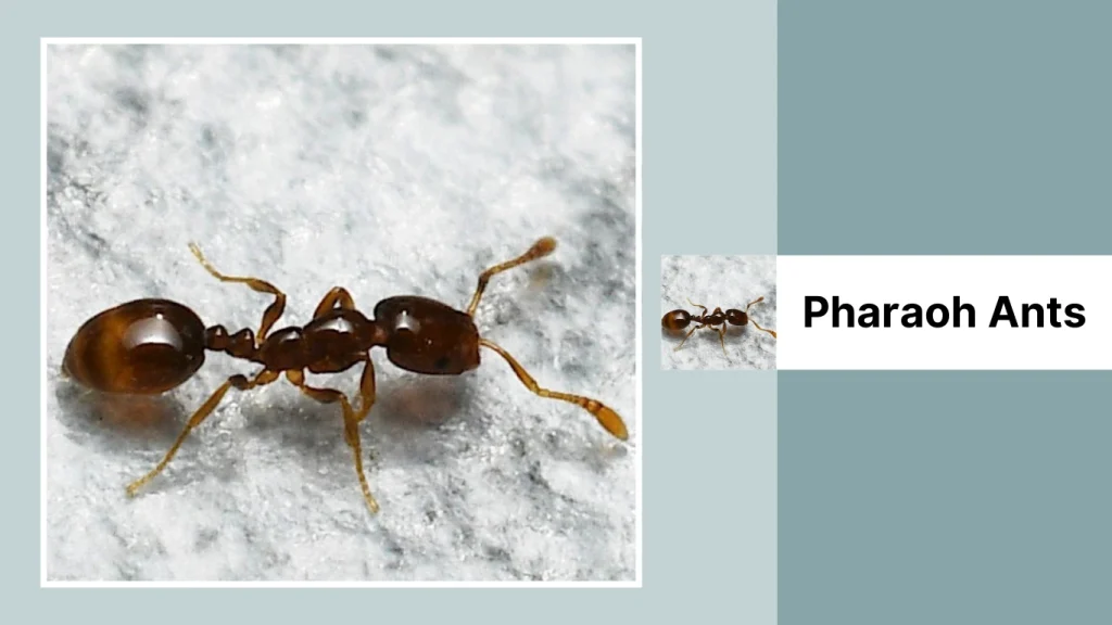 13 Common Types of Ants Found in Houses: How to Get Rid of Them