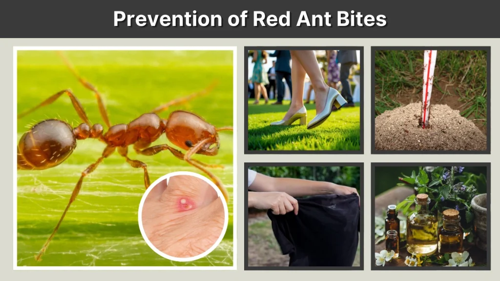 Red Ant Bites: Symptoms, Treatment, and Prevention Guide