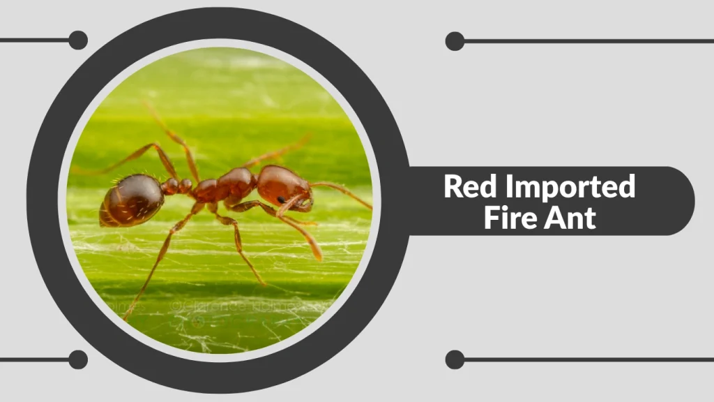 10 Types of Red and Black Ants: Species Identification