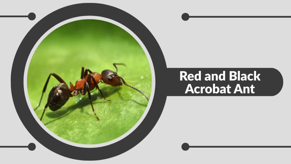 10 Types of Red and Black Ants: Species Identification